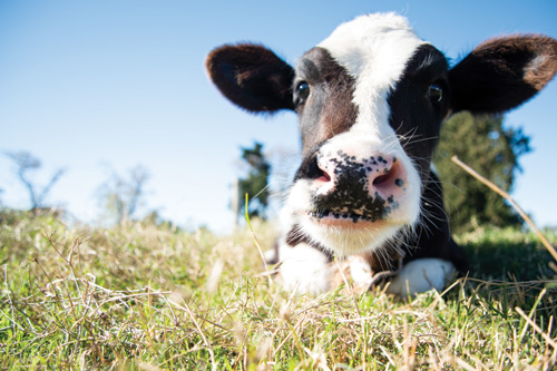 I Heard it Through the Bovine: Livestock in St. Louis – St. Louis Oasis ...