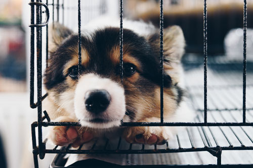 Spotlight on Puppy Mills: What Dog Lovers Need to Know – St. Louis ...